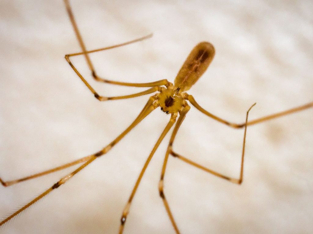 8 Common Spiders on the Central Coast - Coastwide Pest Control