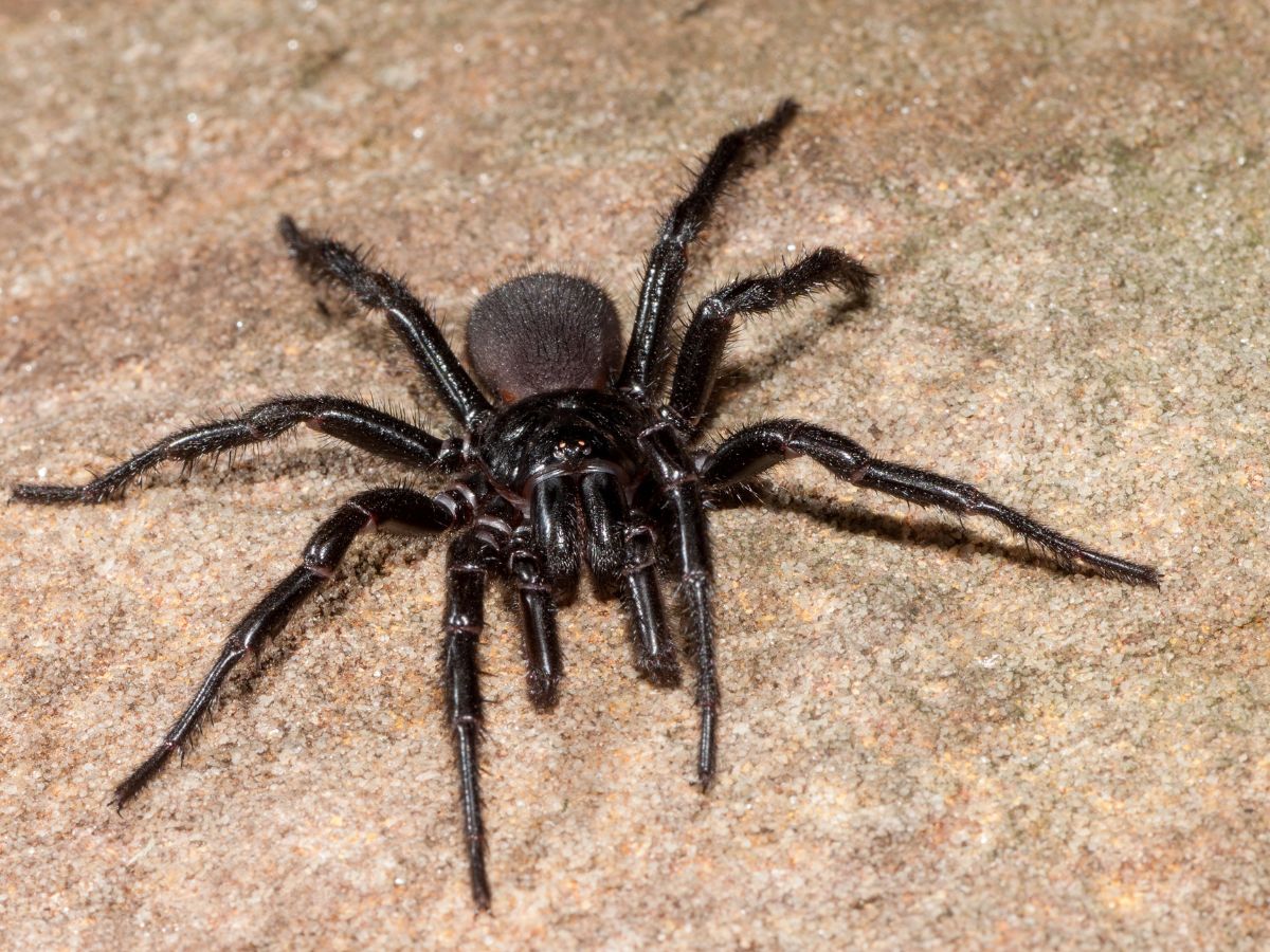 8 Common Spiders on the Central Coast - Coastwide Pest Control