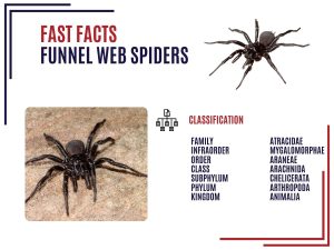 Funnel Web Spiders - Coastwide Pest Control