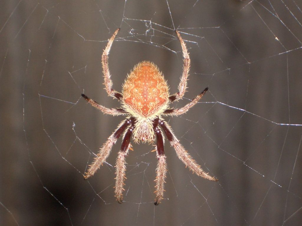 8 Common Spiders on the Central Coast - Coastwide Pest Control