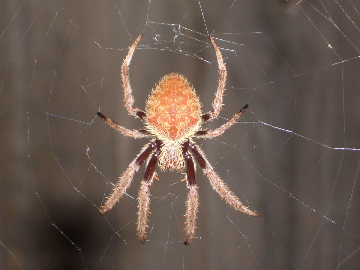 8 Common Spiders on the Central Coast - Coastwide Pest Control