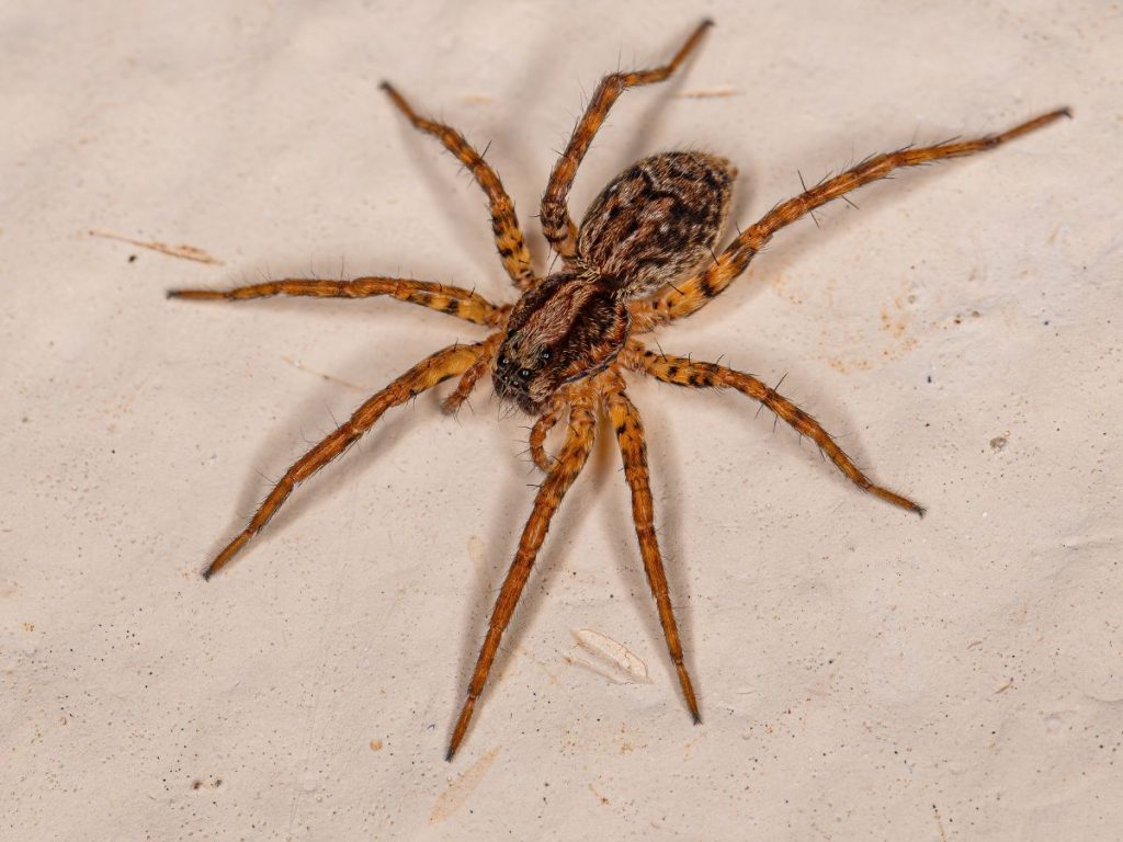 8 Common Spiders on the Central Coast - Coastwide Pest Control