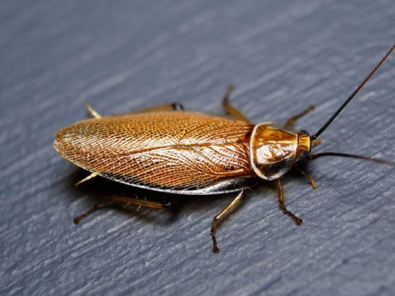 Australian Cockroaches | Everything you Need to know