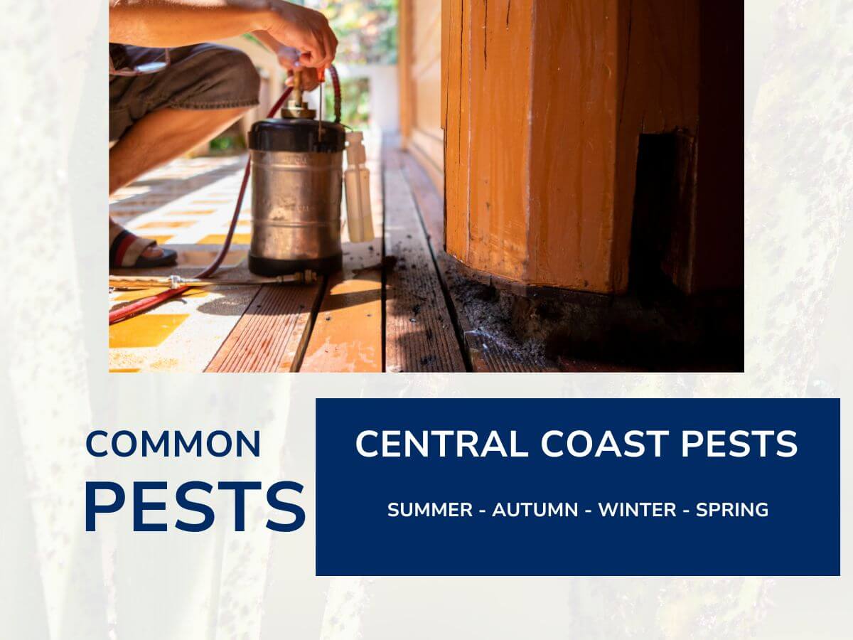 Seasonal Pests Central Coast | What to Expect Every Seasons