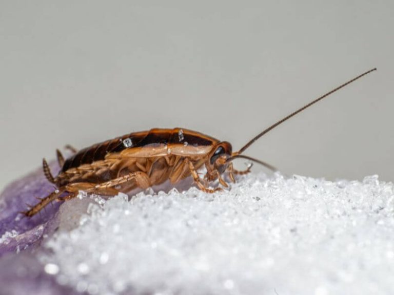 Australian Cockroaches | Everything you Need to know