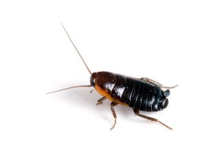 Australian Cockroaches | Everything you Need to know