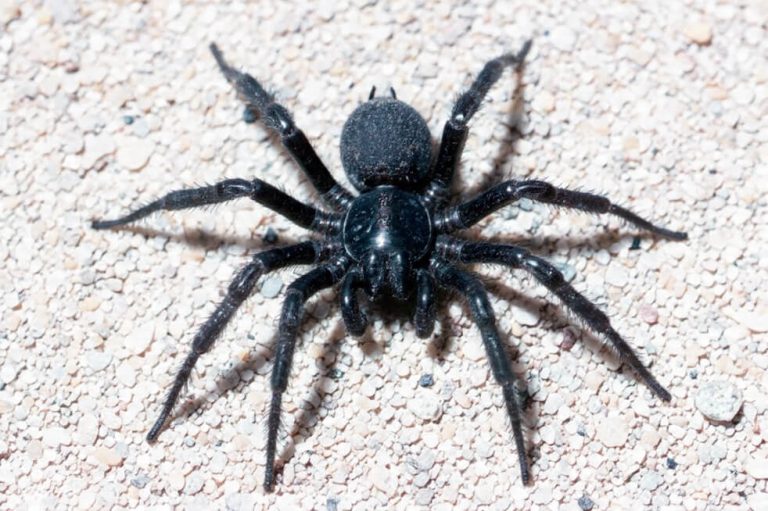 Coastwide Pest Control Central Coast - Fast & Reliable
