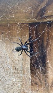 Coastwide Pest Control Central Coast - Fast & Reliable