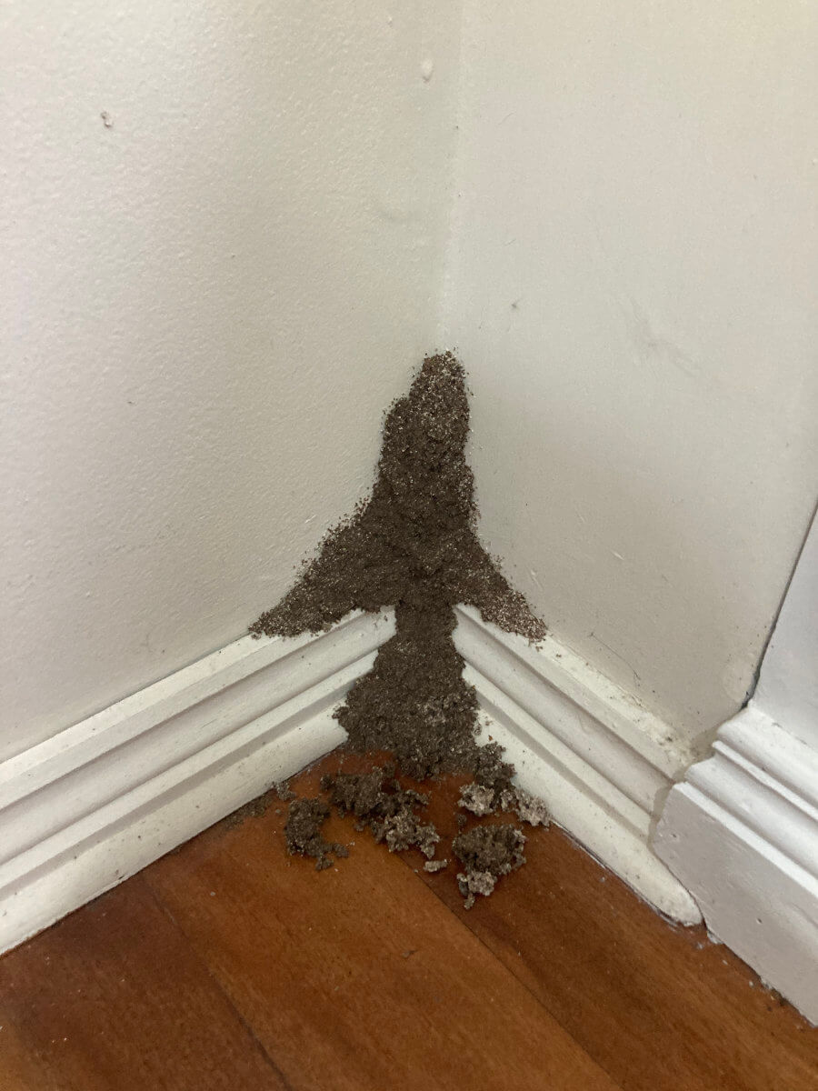 Coastwide Pest Control Central Coast - Fast & Reliable